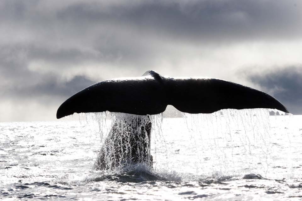 Day 8 of The Commander Islands Wildlife Photography Tour: Sail to Medny ...